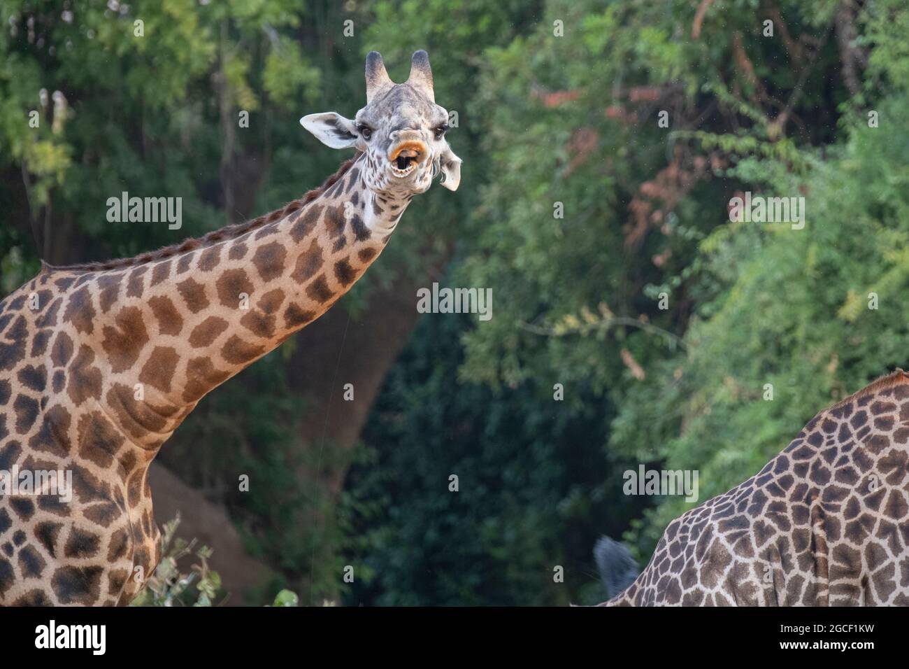 Zambia, South Luangwa National Park. Rhodesian giraffe, aka Thornicroft ...