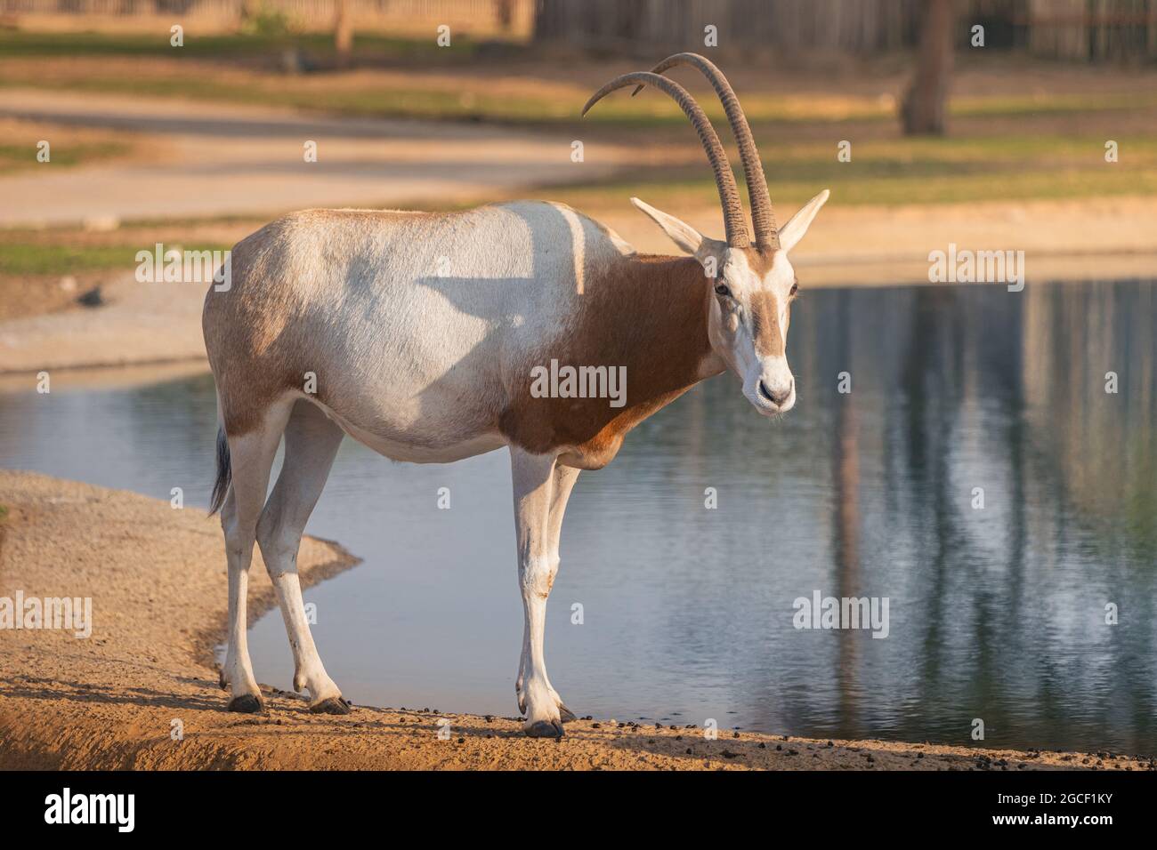 National animal of the united arab emirates hi-res stock photography ...