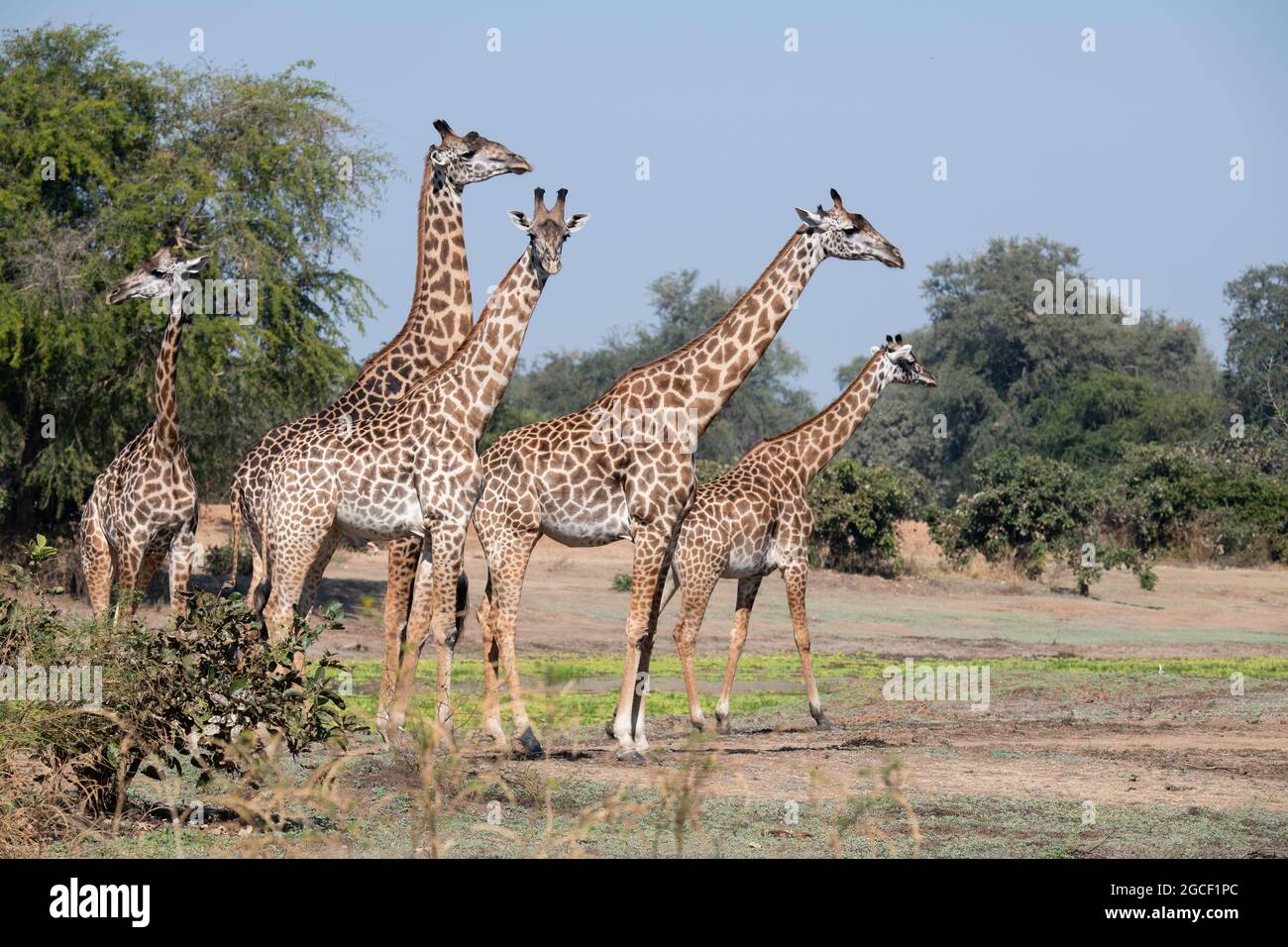 Zambia, South Luangwa National Park. Herd of Rhodesian giraffe, aka ...