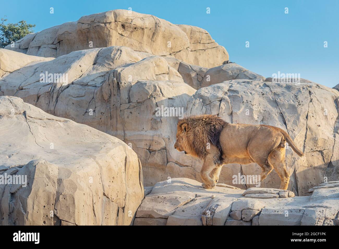 Brutal and masculine lion leader climbs the cliff. The brave and strong ...