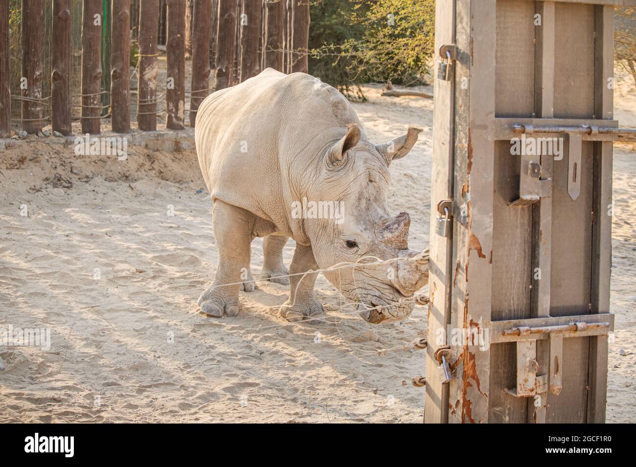 Strong Rhino