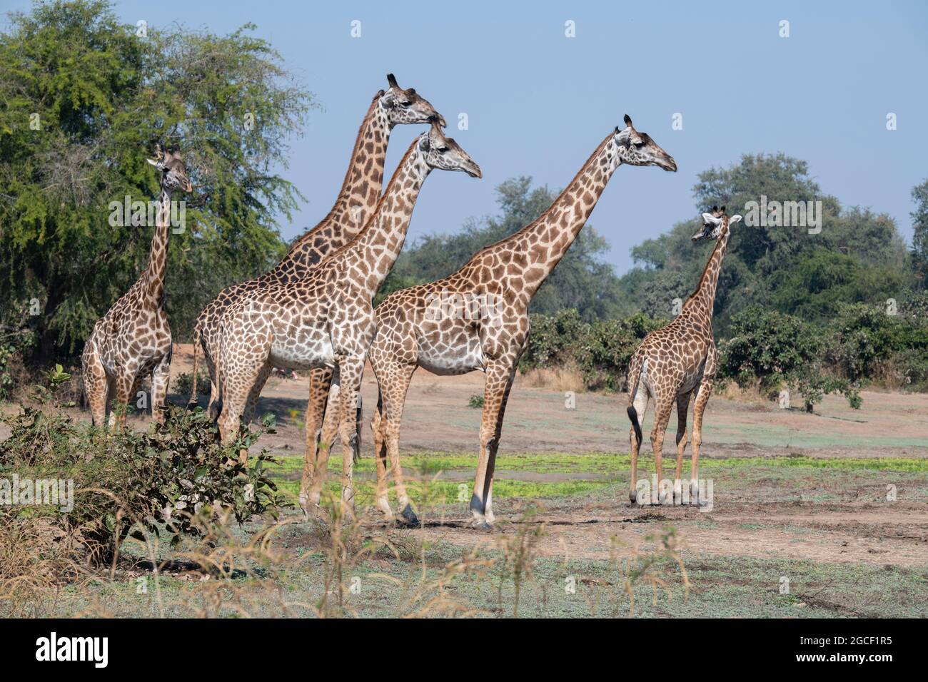 Rhodesian giraffe hi-res stock photography and images - Alamy