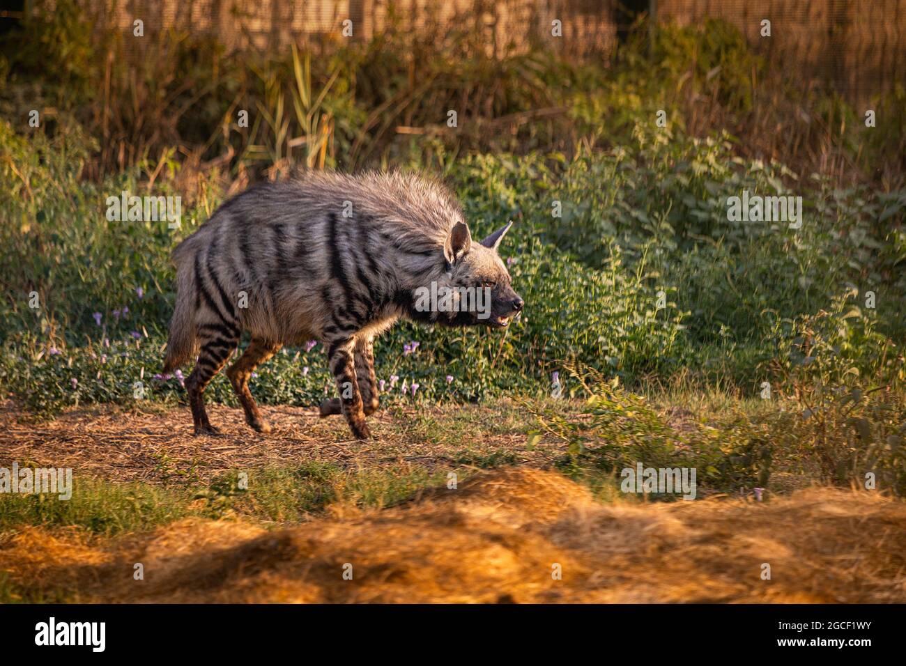 Striped hyena kenya hi-res stock photography and images - Alamy
