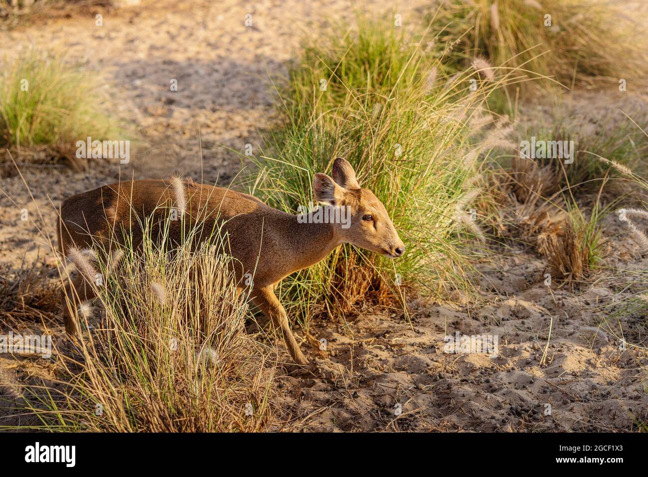 Baby roe deer graze in the savanna in a nature park Stock Photo - Alamy