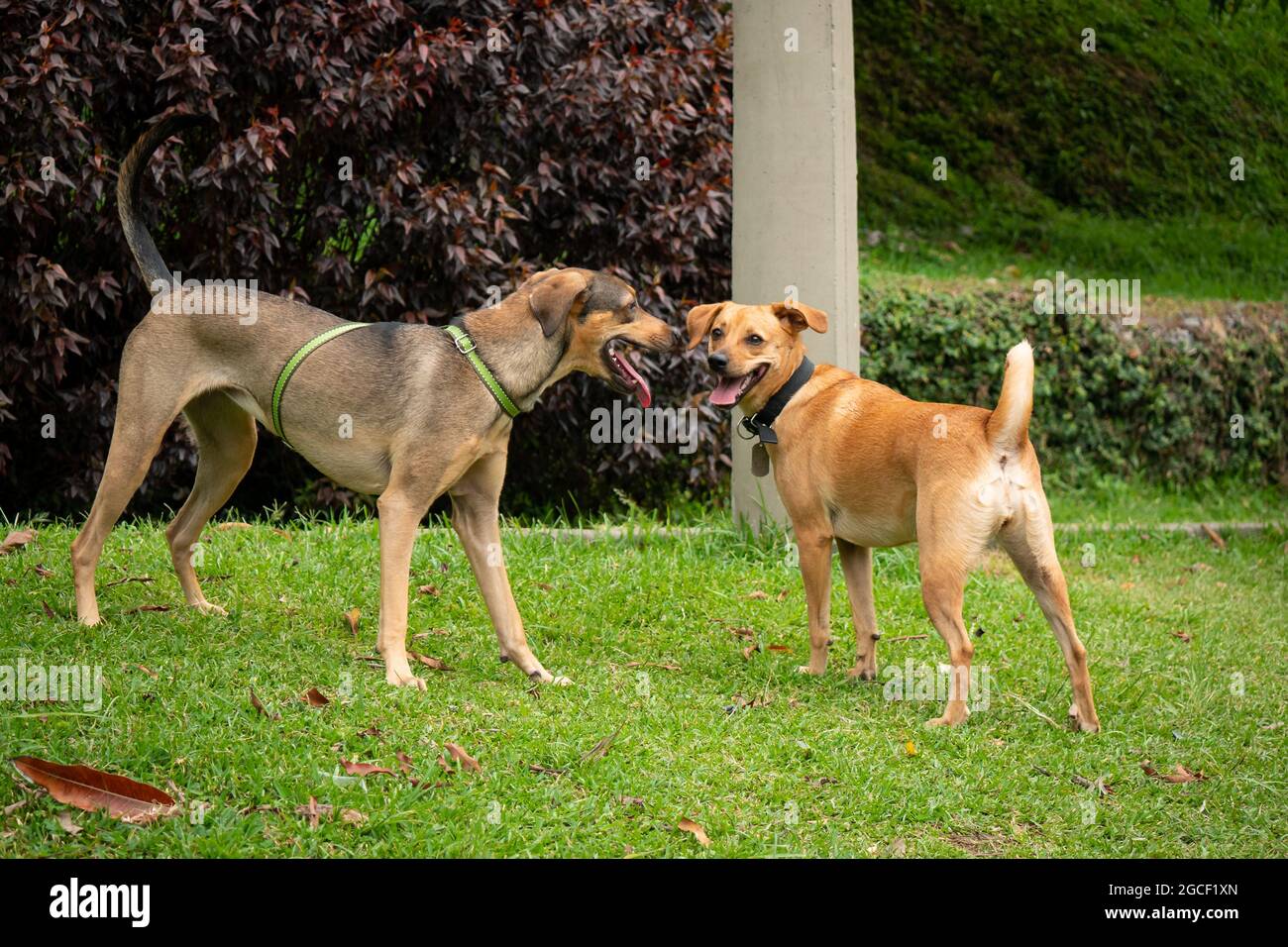 Two Happy Mongrel Dogs Panting in the Public Park in Medellin, Colombia ...