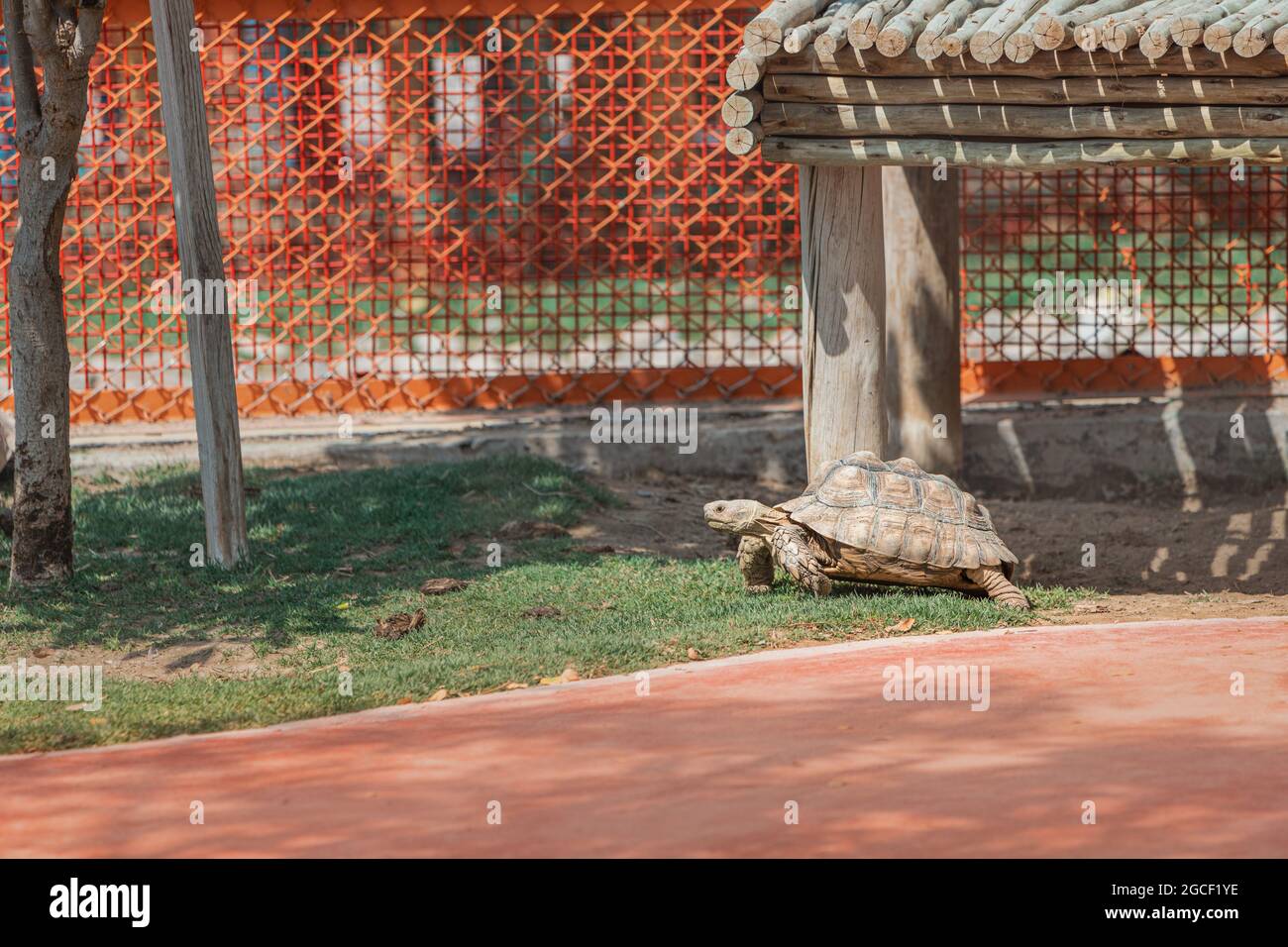 african mainland Spurred tortoise one of the largest turtles in the ...