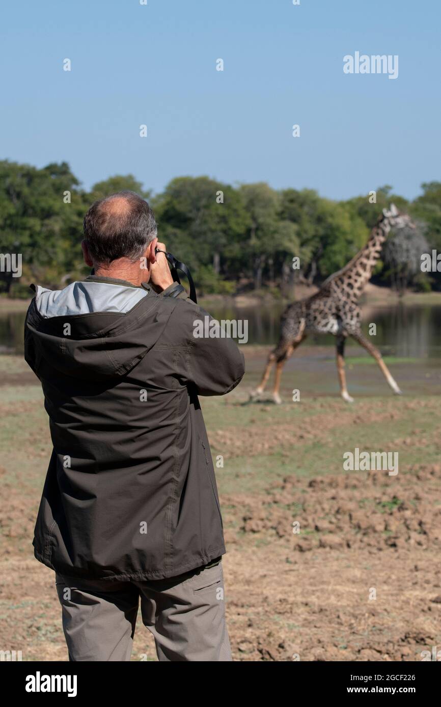 Zambia, South Luangwa National Park. Rhodesian giraffe, aka Thornicroft ...