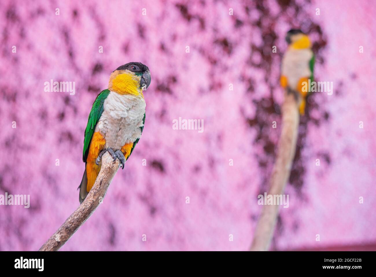 Short tailed parrots hi-res stock photography and images - Alamy