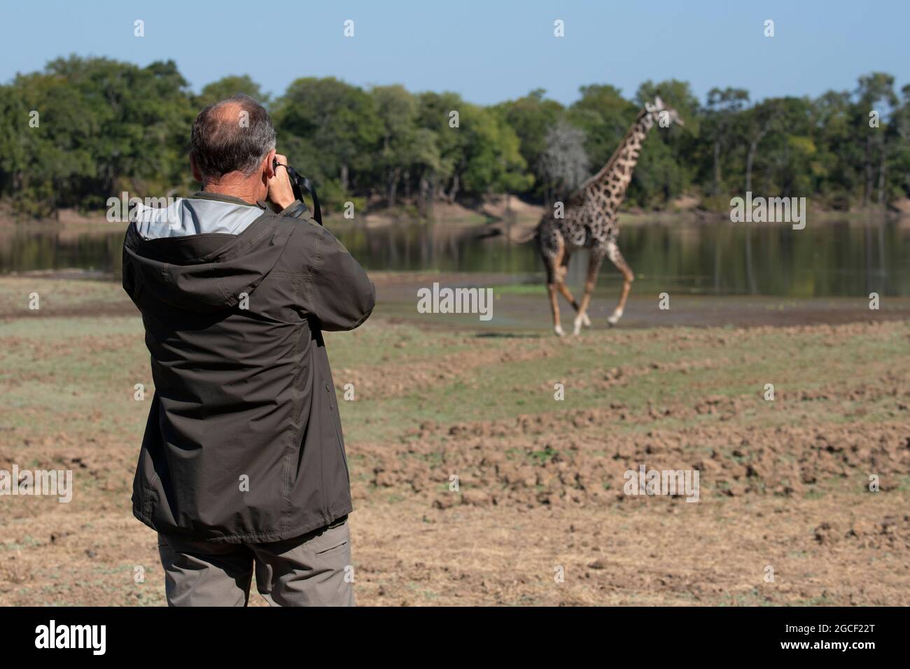 Zambia, South Luangwa National Park. Rhodesian giraffe, aka Thornicroft ...