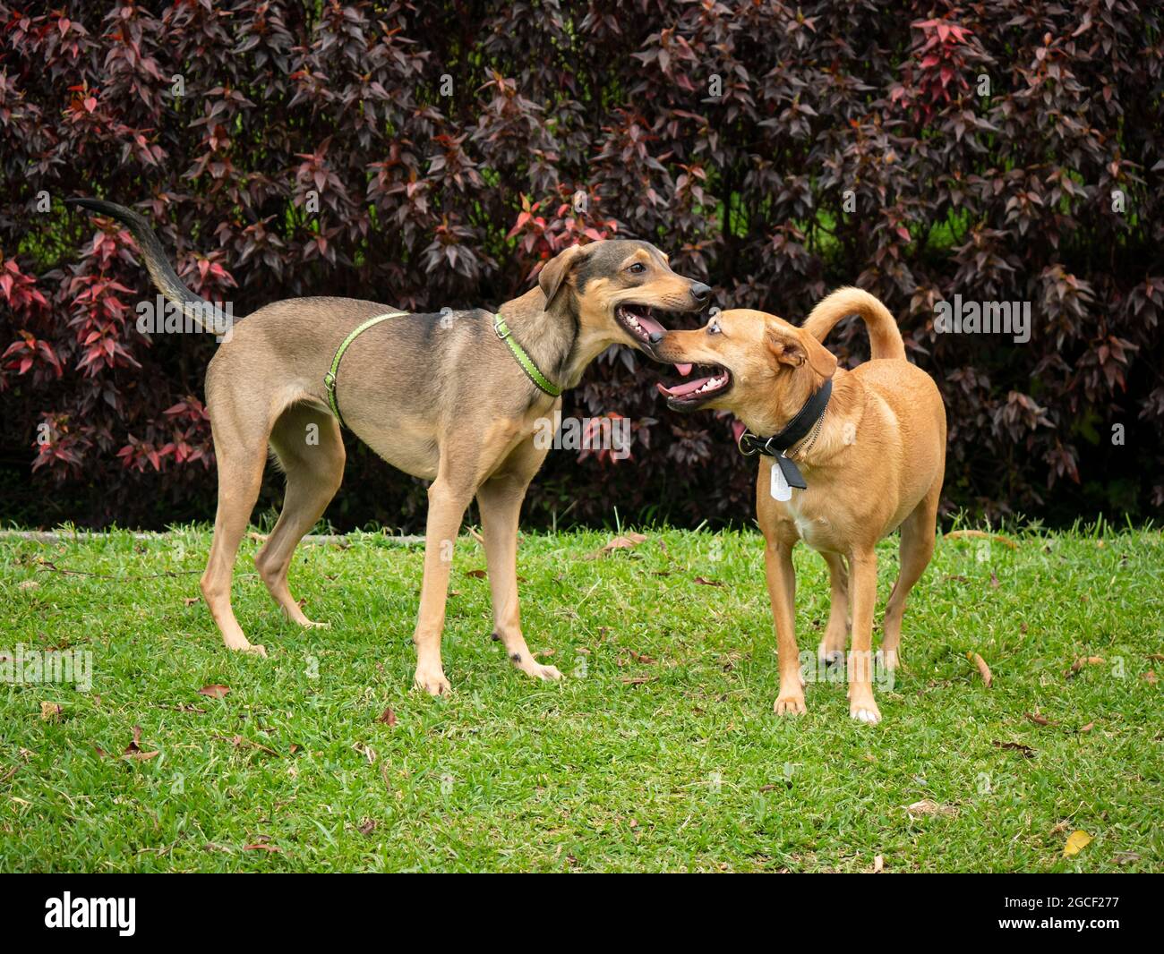 Two Happy Mongrel Dogs Panting in the Public Park in Medellin, Colombia ...