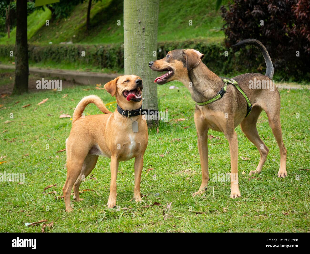 Two Happy Mongrel Dogs Panting in the Public Park in Medellin, Colombia ...