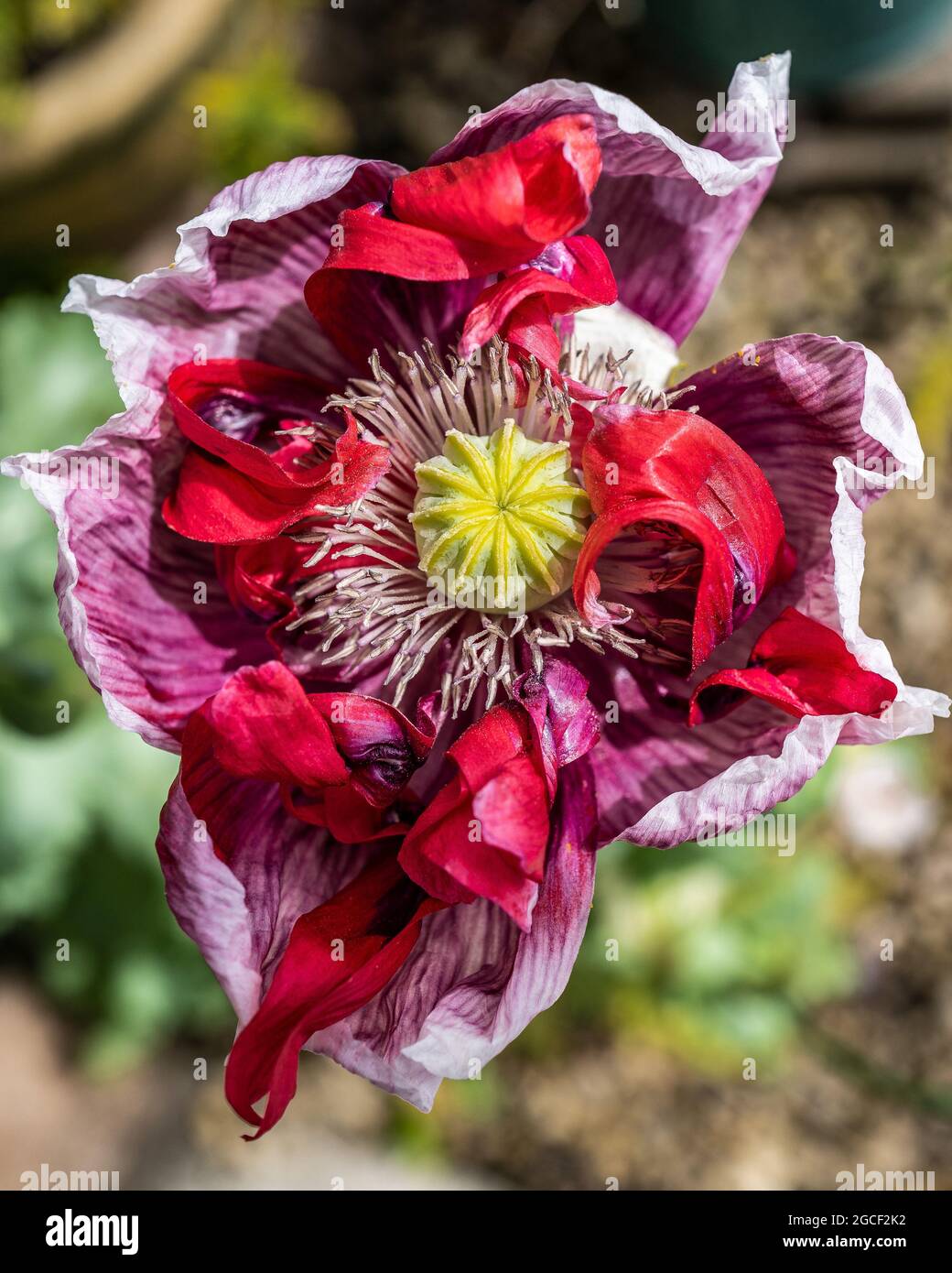 Giant poppy flower slowing dying Stock Photo - Alamy