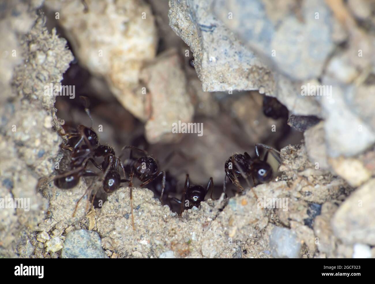 Group of ants on the ground close up Stock Photo - Alamy