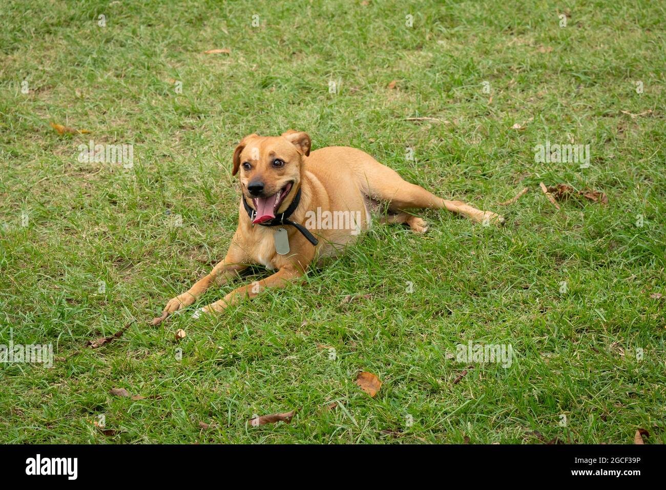 Happy Mongrel Dogs with a Black Pet Collar is Sitting on the Grass in ...