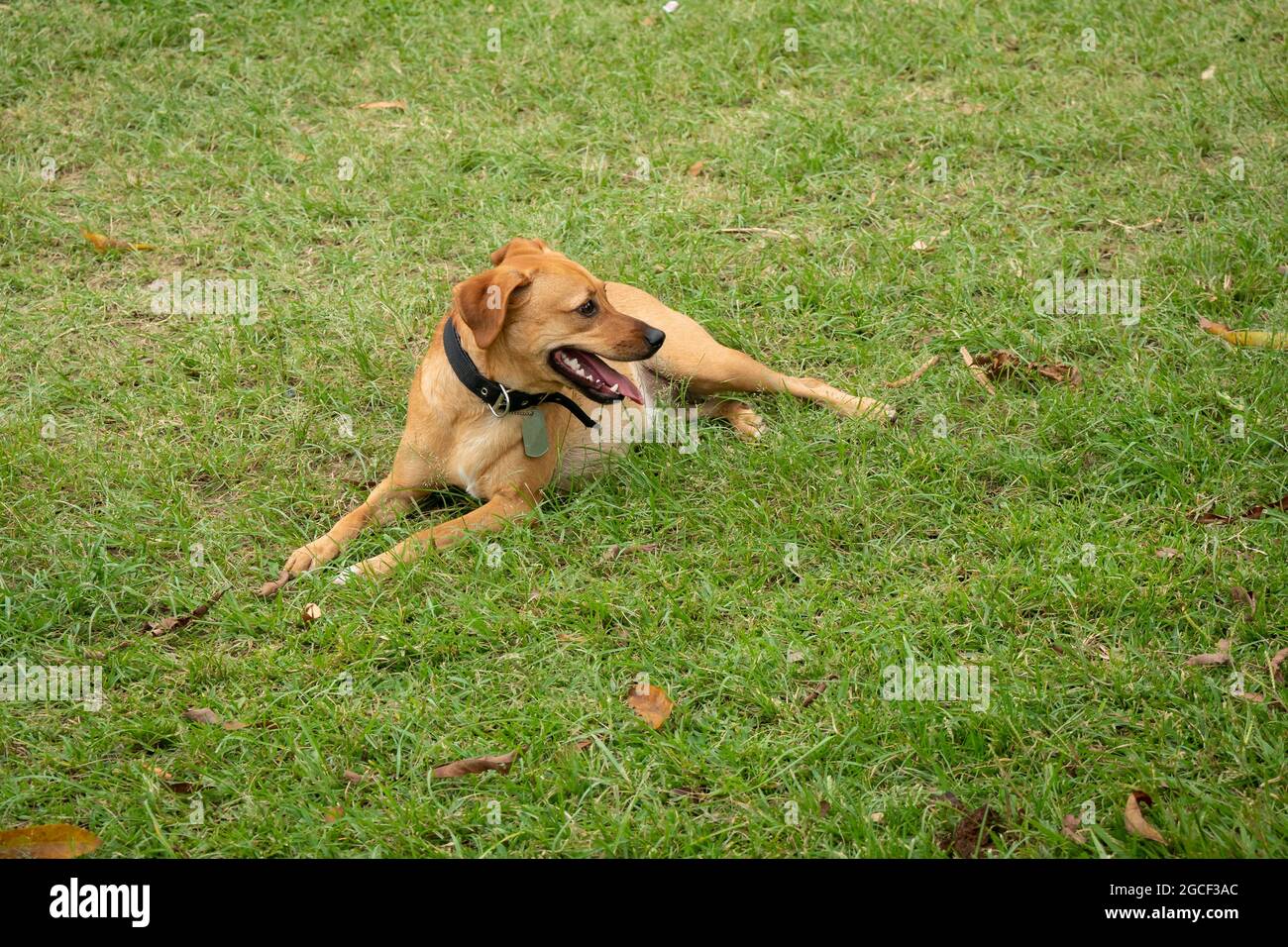 Happy Mongrel Dogs with a Black Pet Collar is Sitting on the Grass in ...