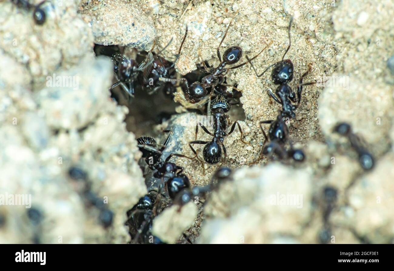 Group of ants on the ground close up Stock Photo - Alamy