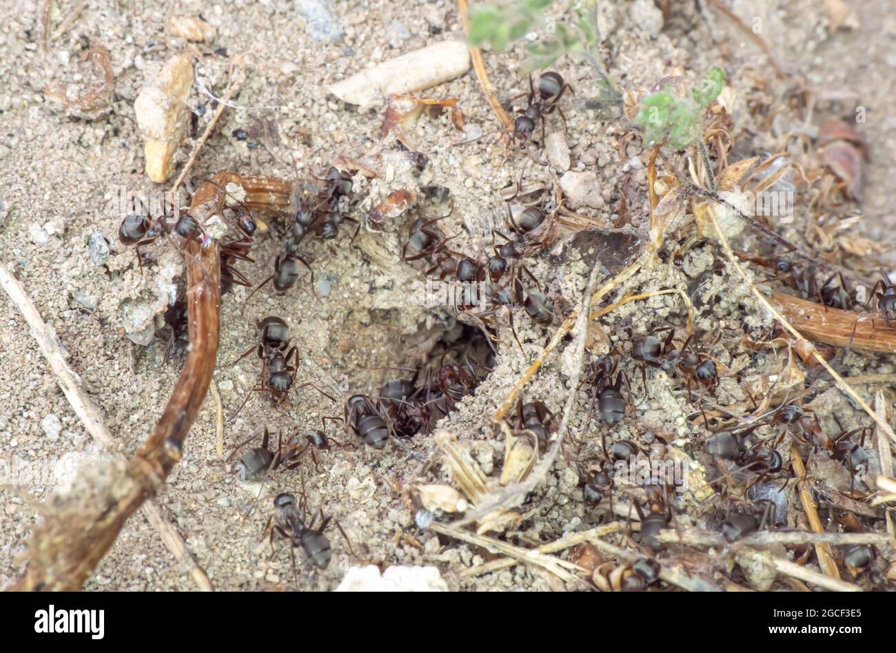 Group of ants on the ground close up Stock Photo - Alamy