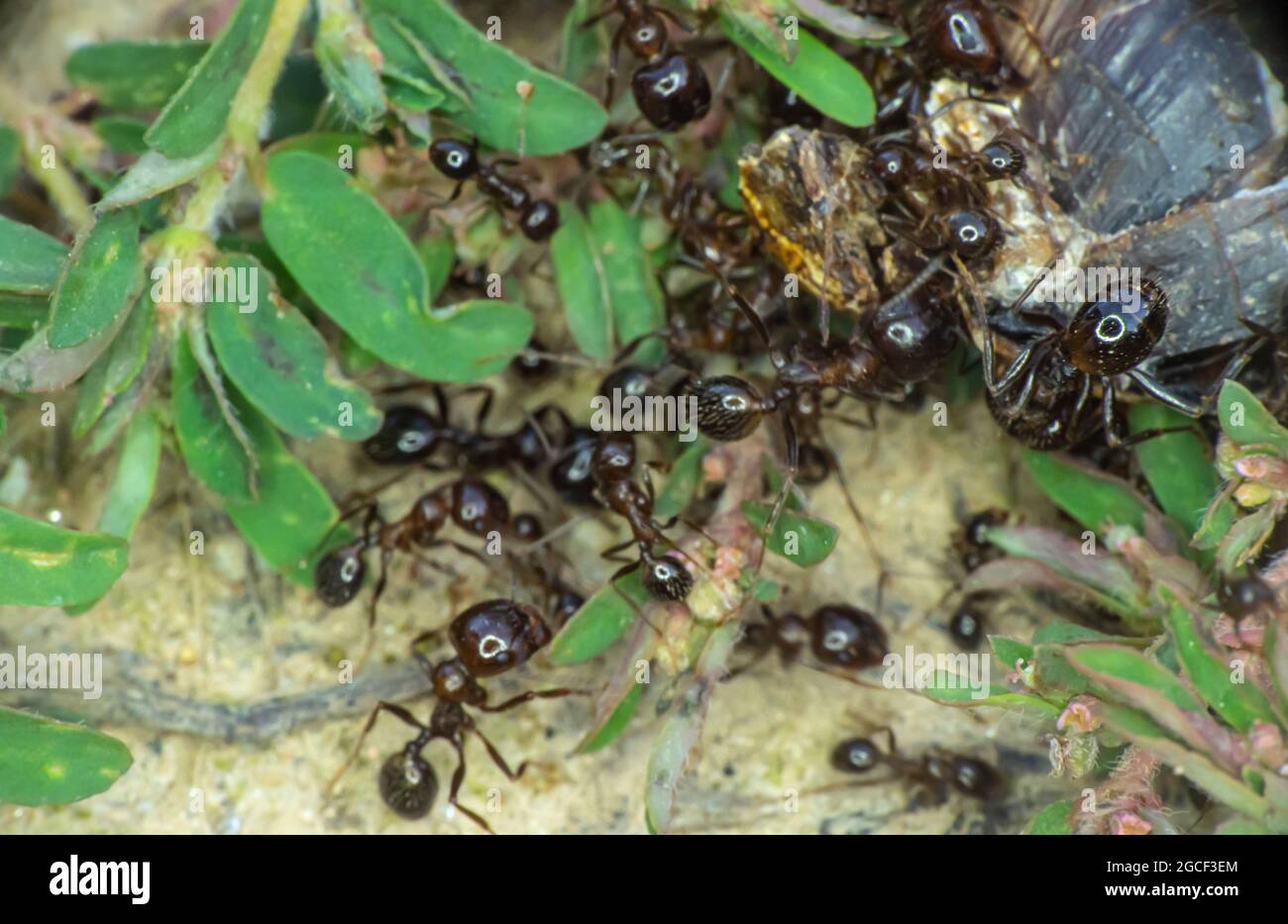 Group of ants hi-res stock photography and images - Alamy