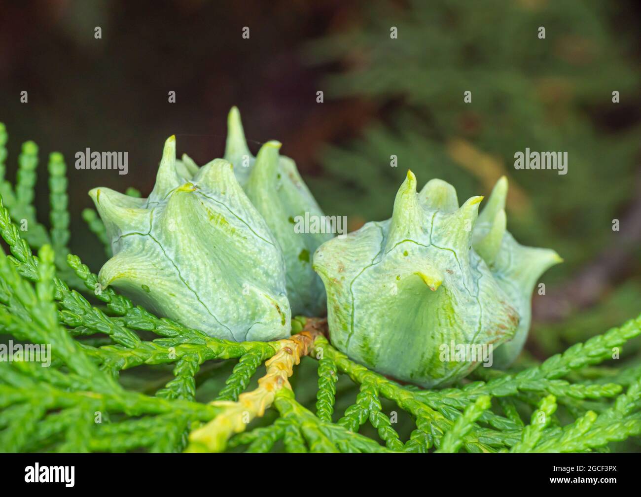 These are green pine cones close up Stock Photo - Alamy