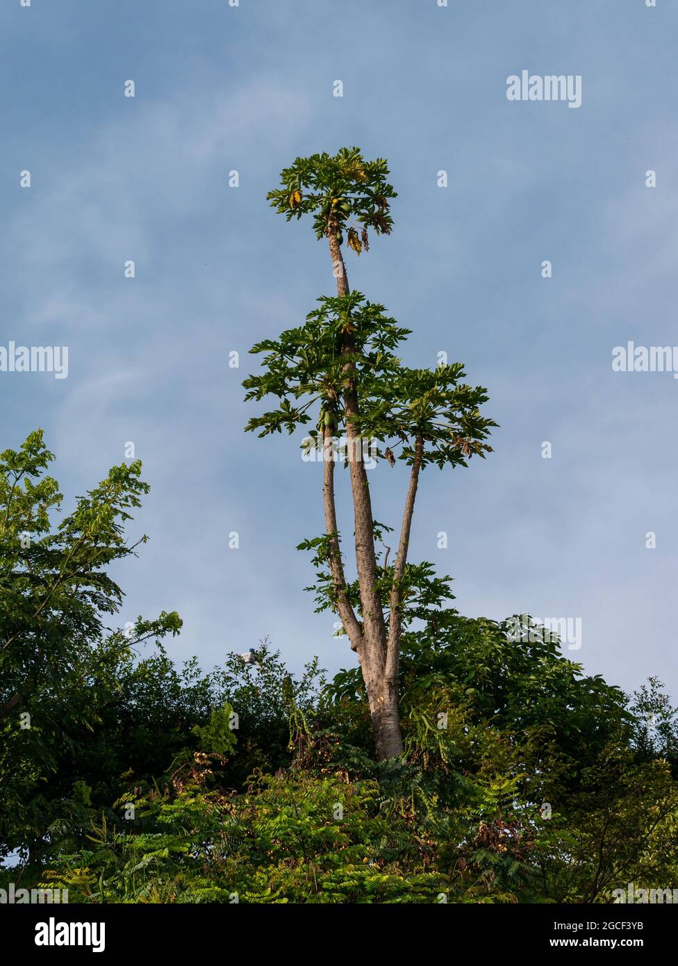 Pawpaw plant hi-res stock photography and images - Alamy