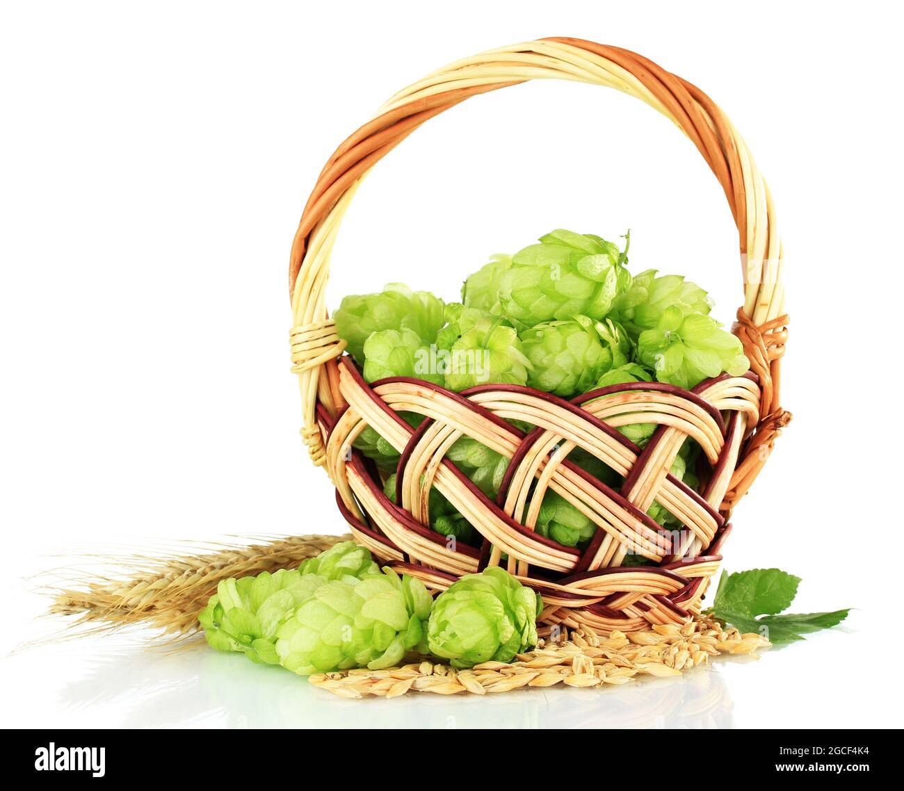 Fresh green hops in wicker basket and barley, isolated on white Stock ...