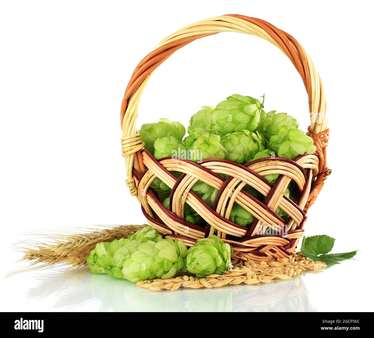 Fresh green hops in wicker basket and barley, isolated on white Stock ...