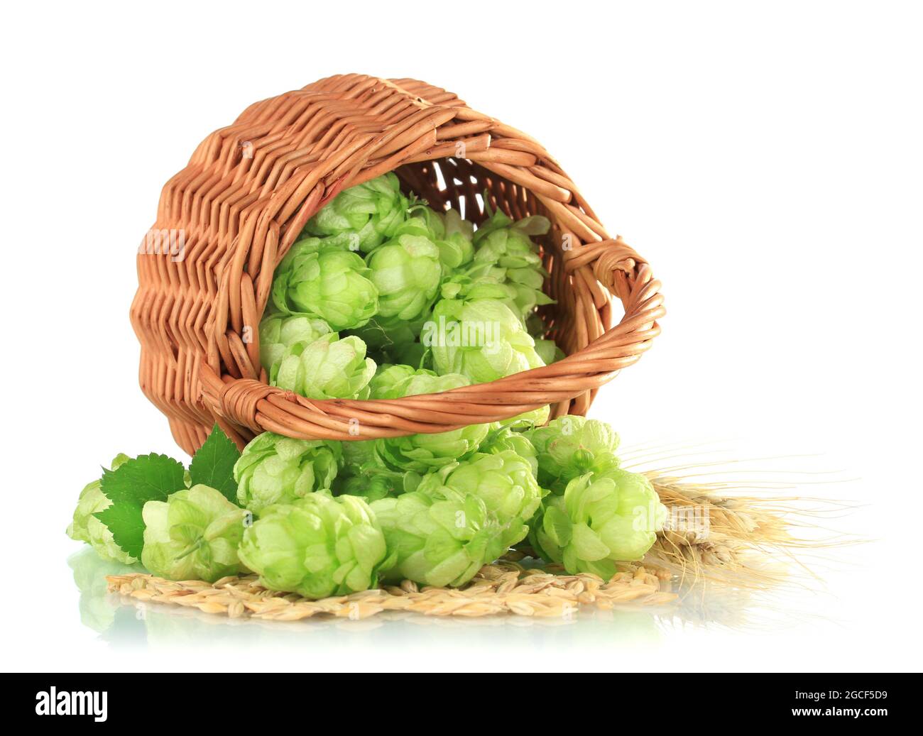 Fresh green hops in wicker basket and barley, isolated on white Stock ...