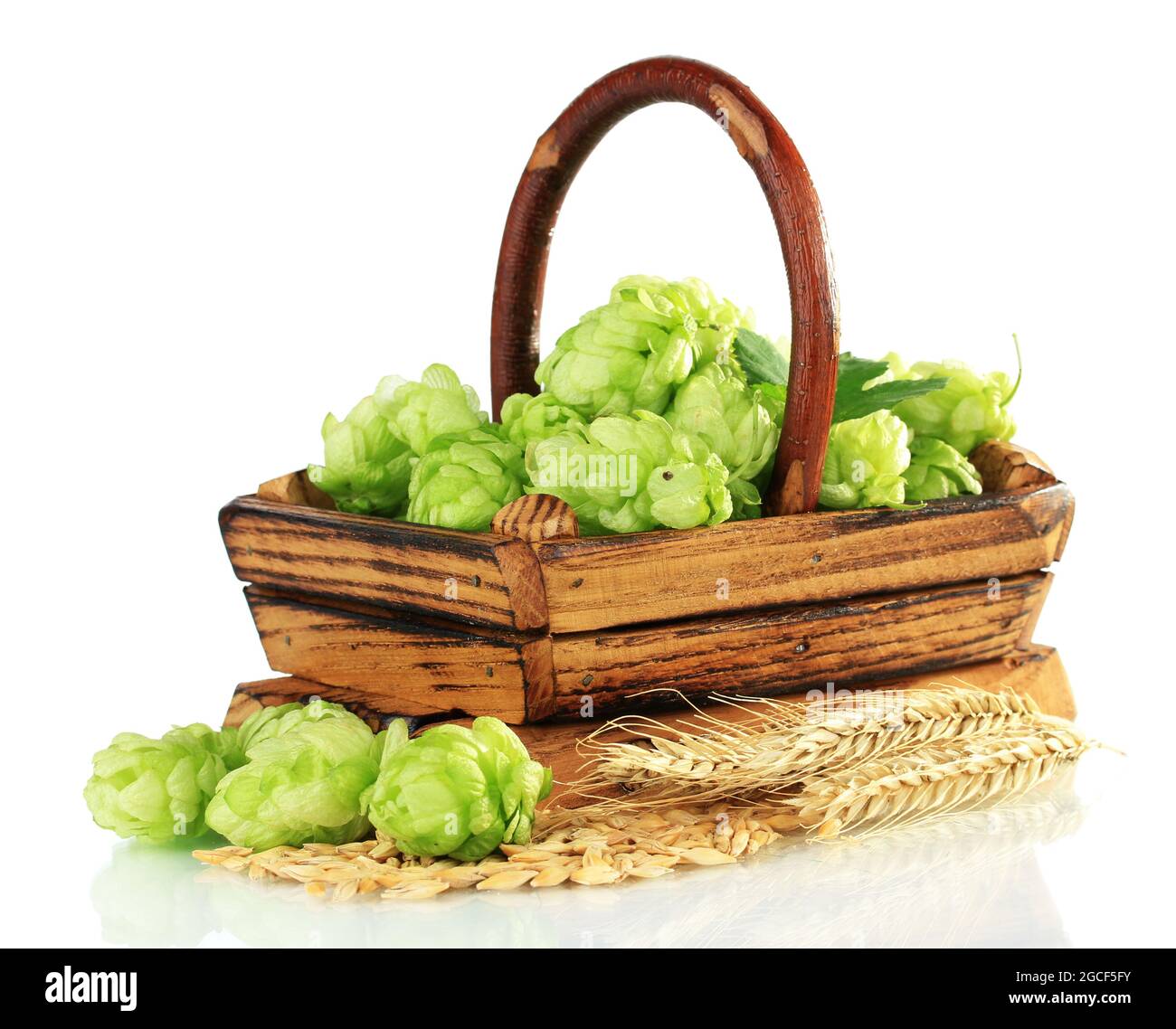 Fresh green hops in wooden basket and barley, isolated on white Stock ...