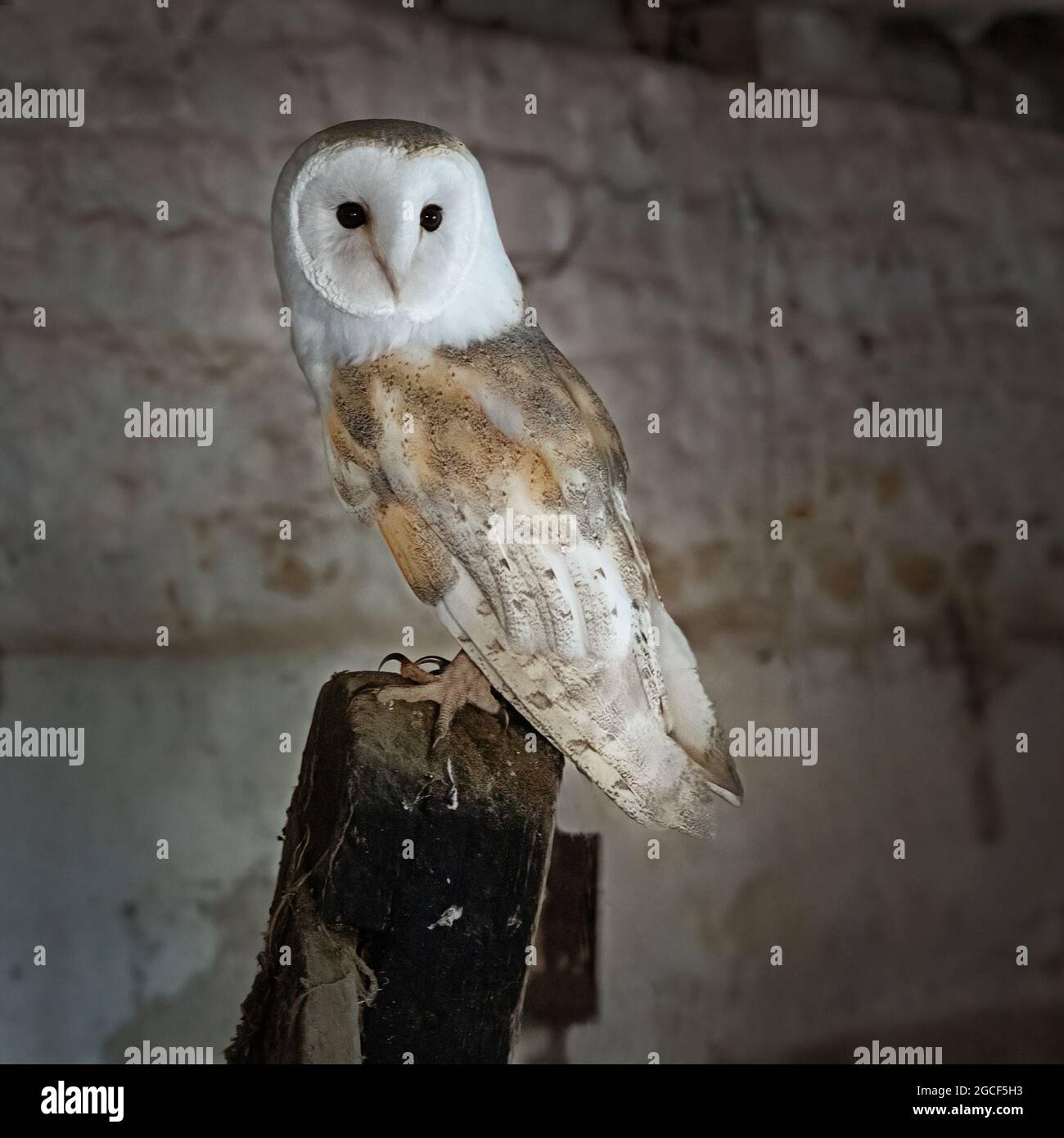 Barn owl tyto alba landing hi-res stock photography and images - Alamy