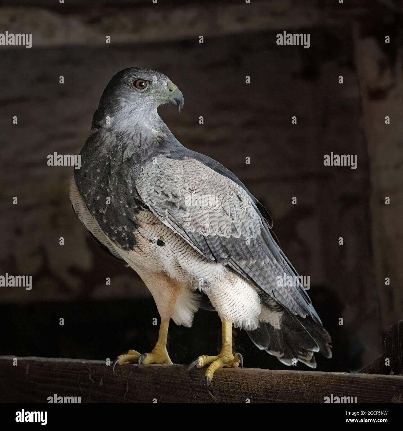 Grey and black feathers hi-res stock photography and images - Alamy