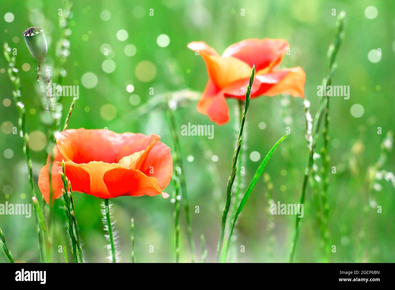 Two red poppies in field hi-res stock photography and images - Alamy