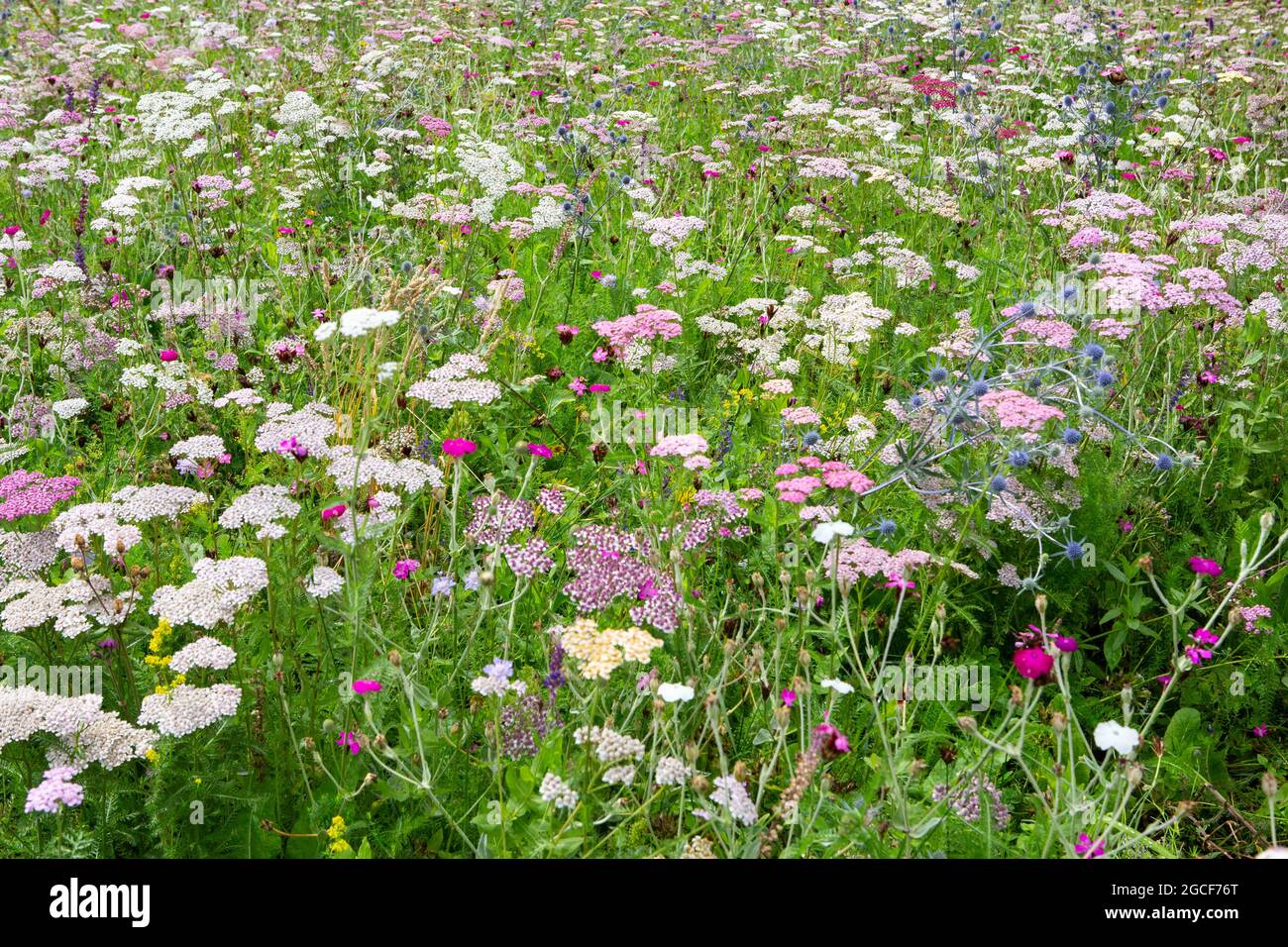 Wild meadow flowers with grass Stock Photo - Alamy