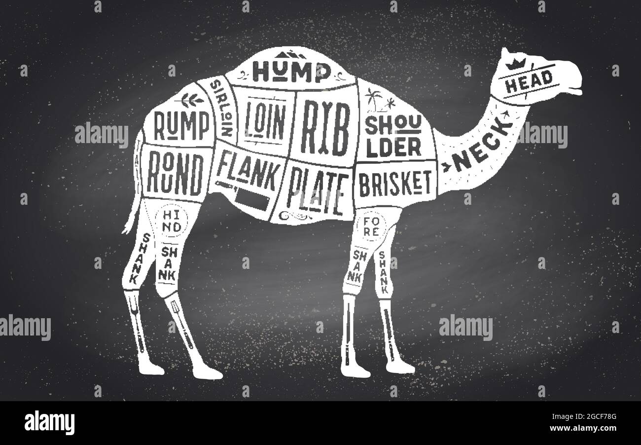 Black camel illustration hi-res stock photography and images - Alamy