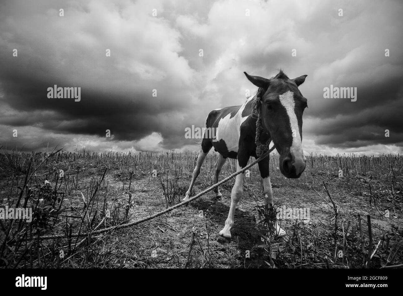 No pollution of the environment Black and White Stock Photos & Images ...