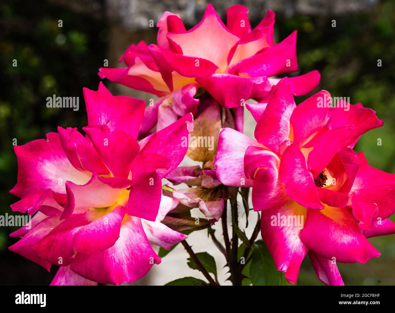 English country garden rose hi-res stock photography and images - Alamy