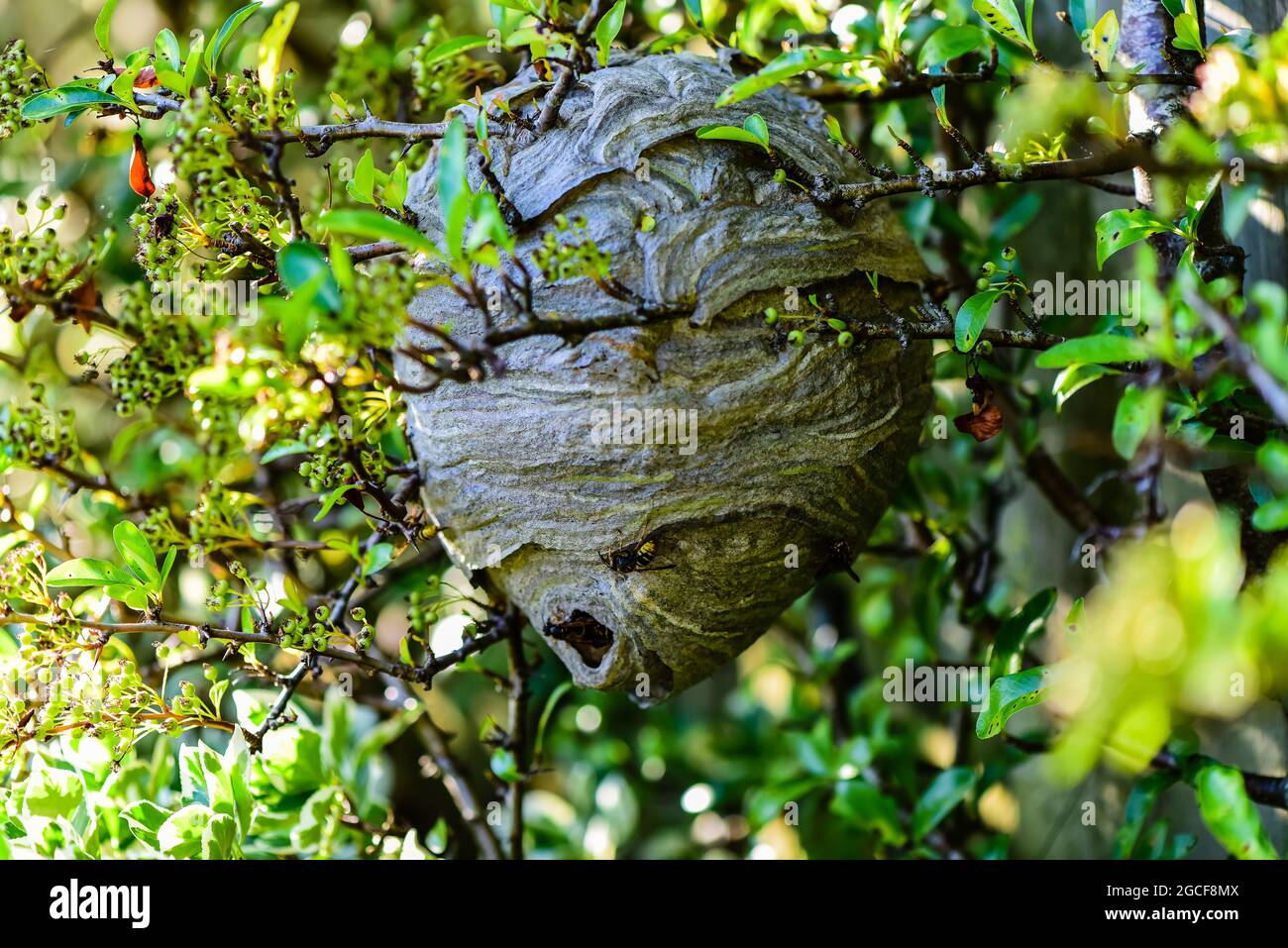 Small wasps nest hi-res stock photography and images - Alamy