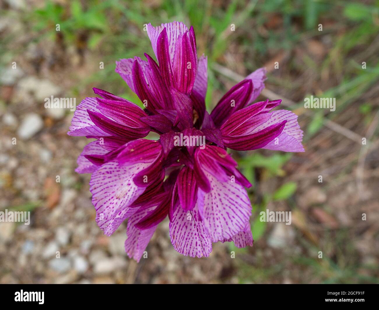 Papilionacea hi-res stock photography and images - Alamy