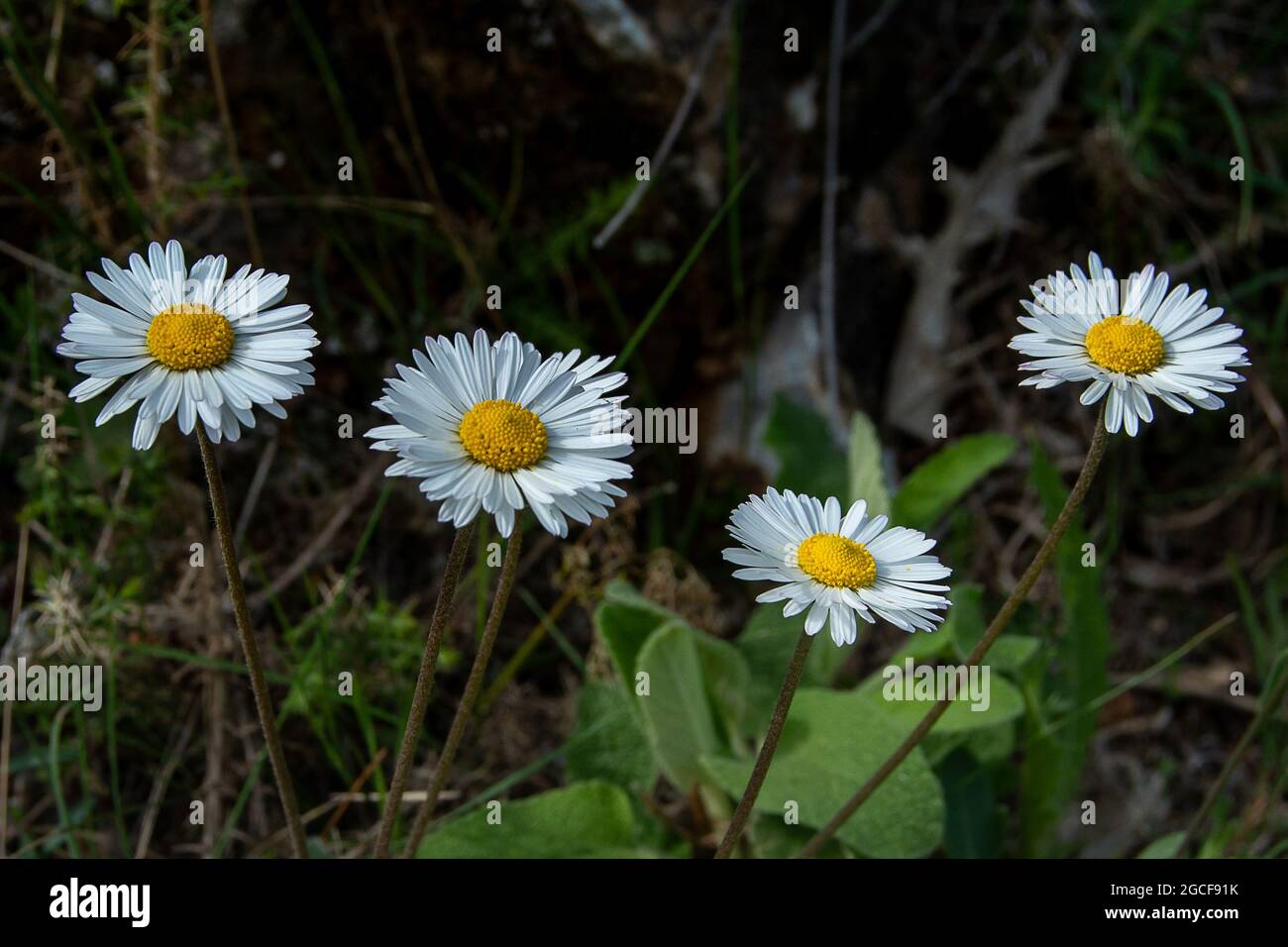 Bellis perennis. common daisy Stock Photo - Alamy