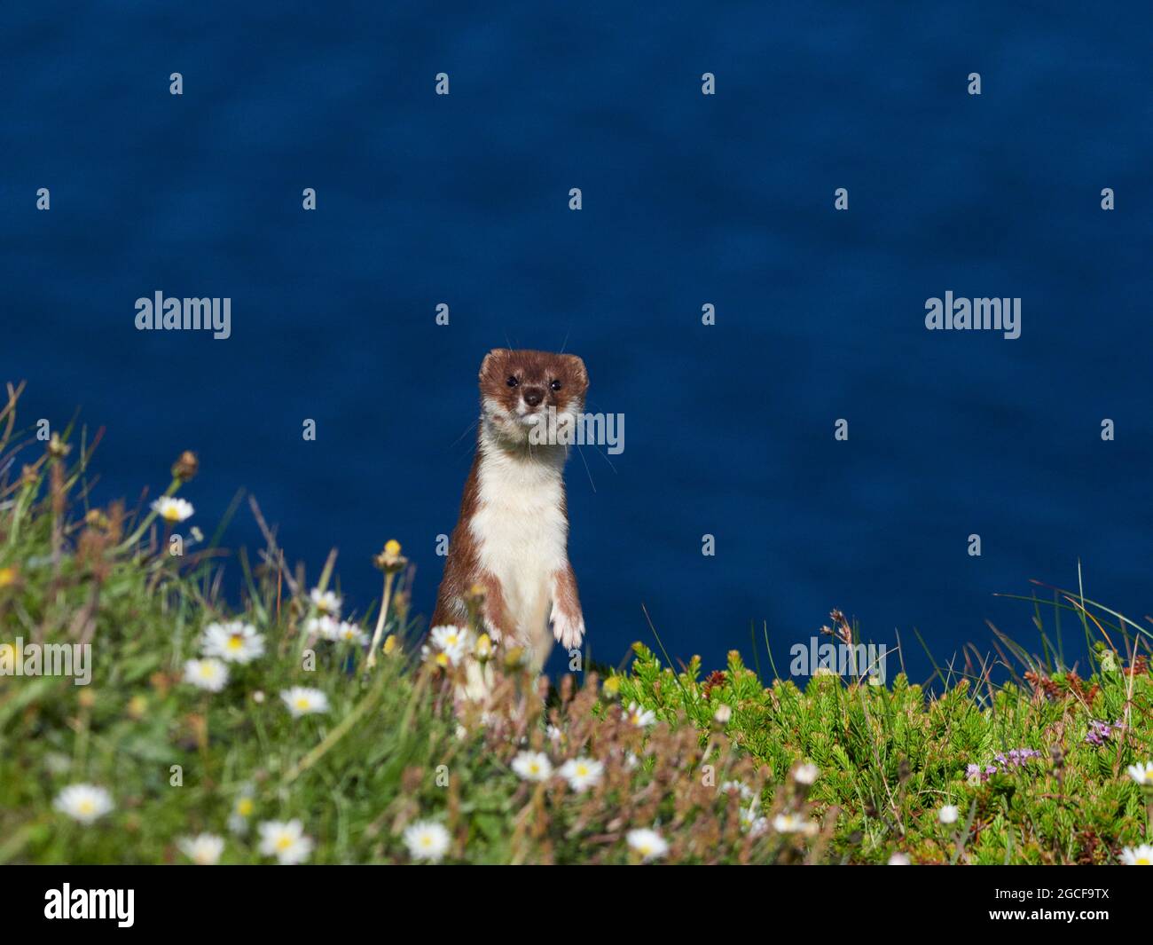 Least weasel, standing hi-res stock photography and images - Alamy