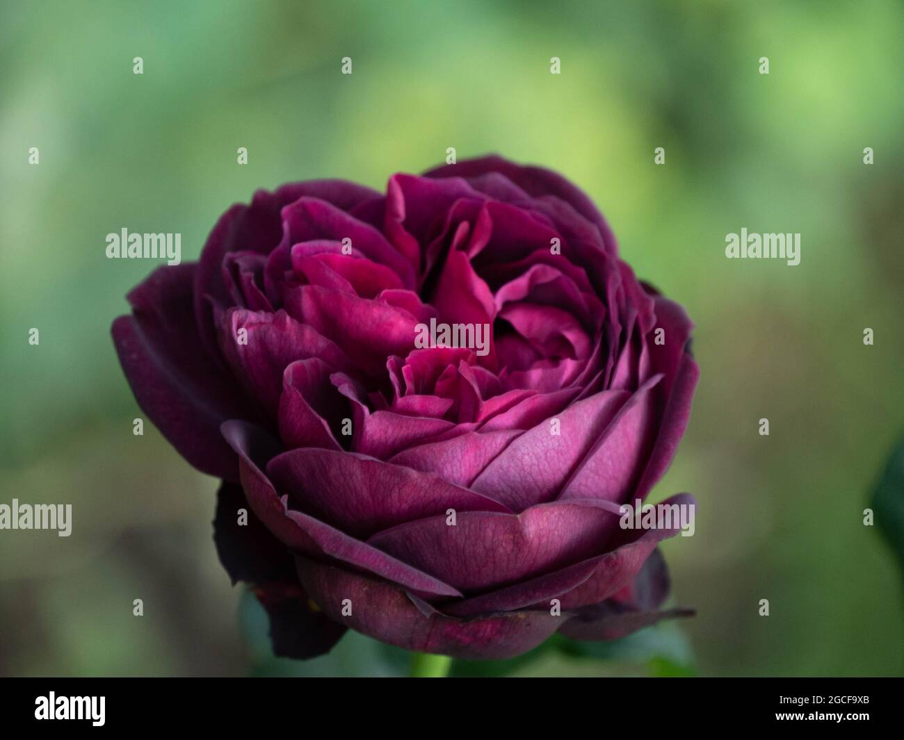 Deutscher garten hi-res stock photography and images - Alamy