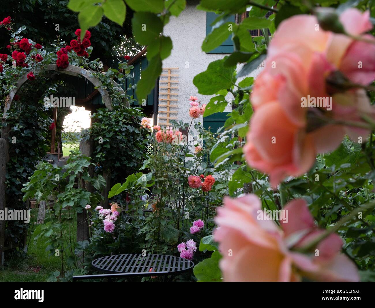 Blumenschönheit hi-res stock photography and images - Alamy