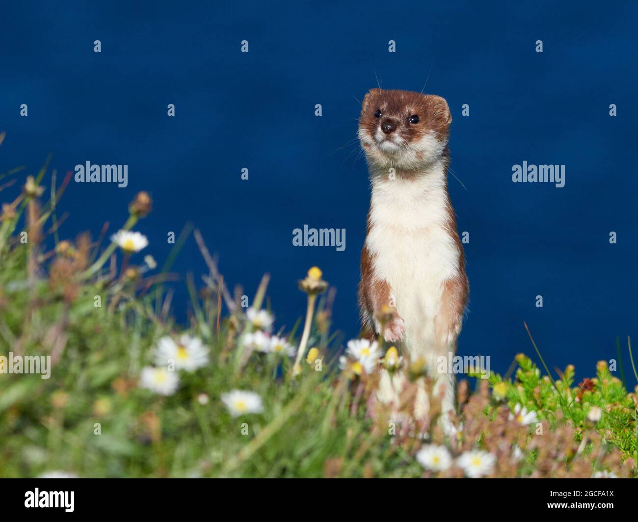 Least weasel, standing hi-res stock photography and images - Alamy
