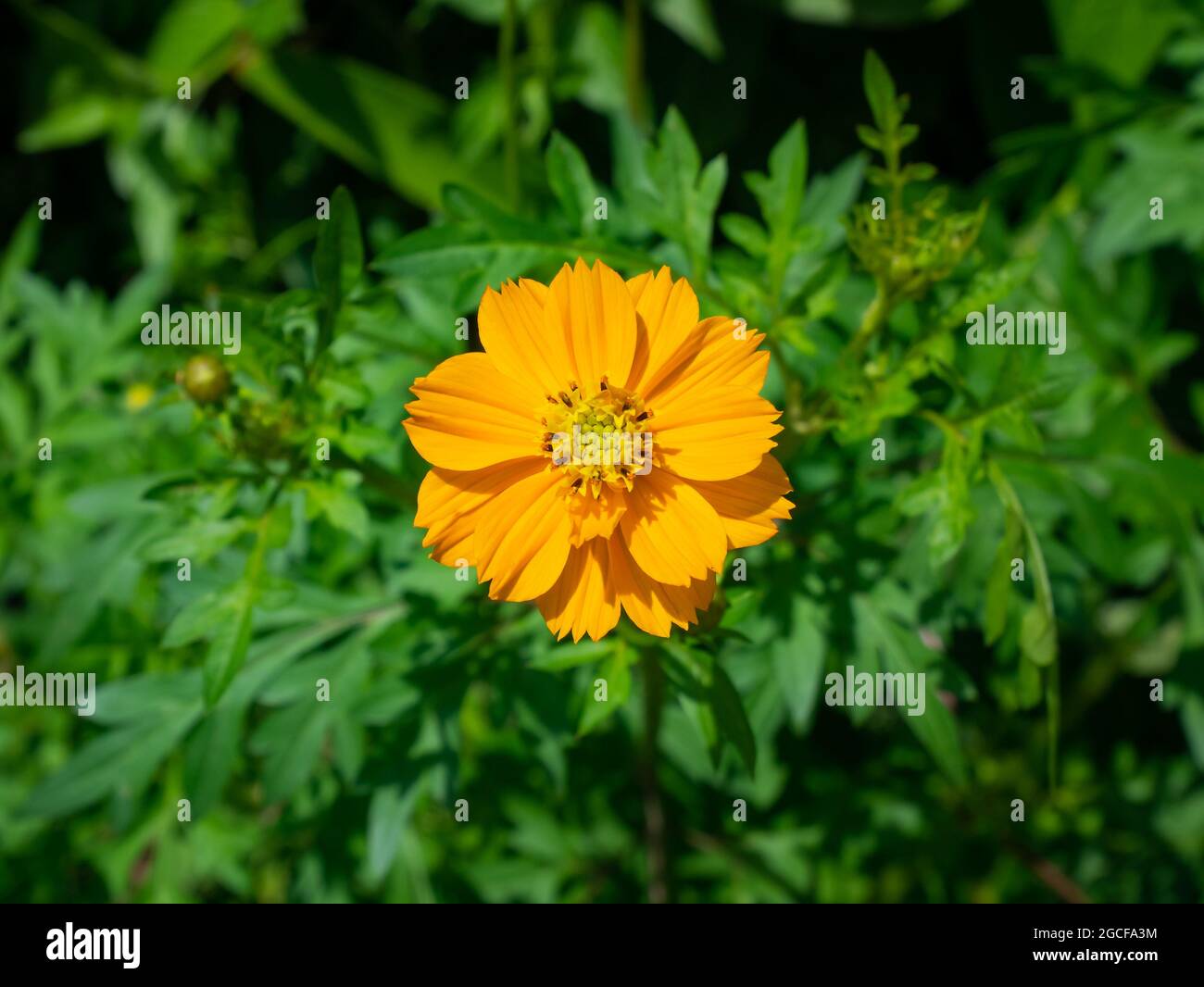 Orange Flower (Cosmos sulphureus) known as Sulfur Cosmos and Yellow ...