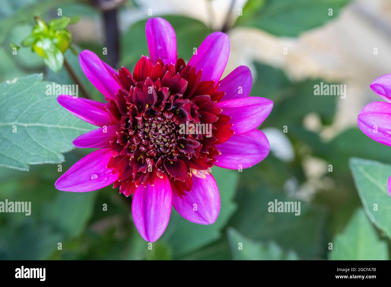 Purple Dahlia Rock Star Single headed flower Stock Photo - Alamy