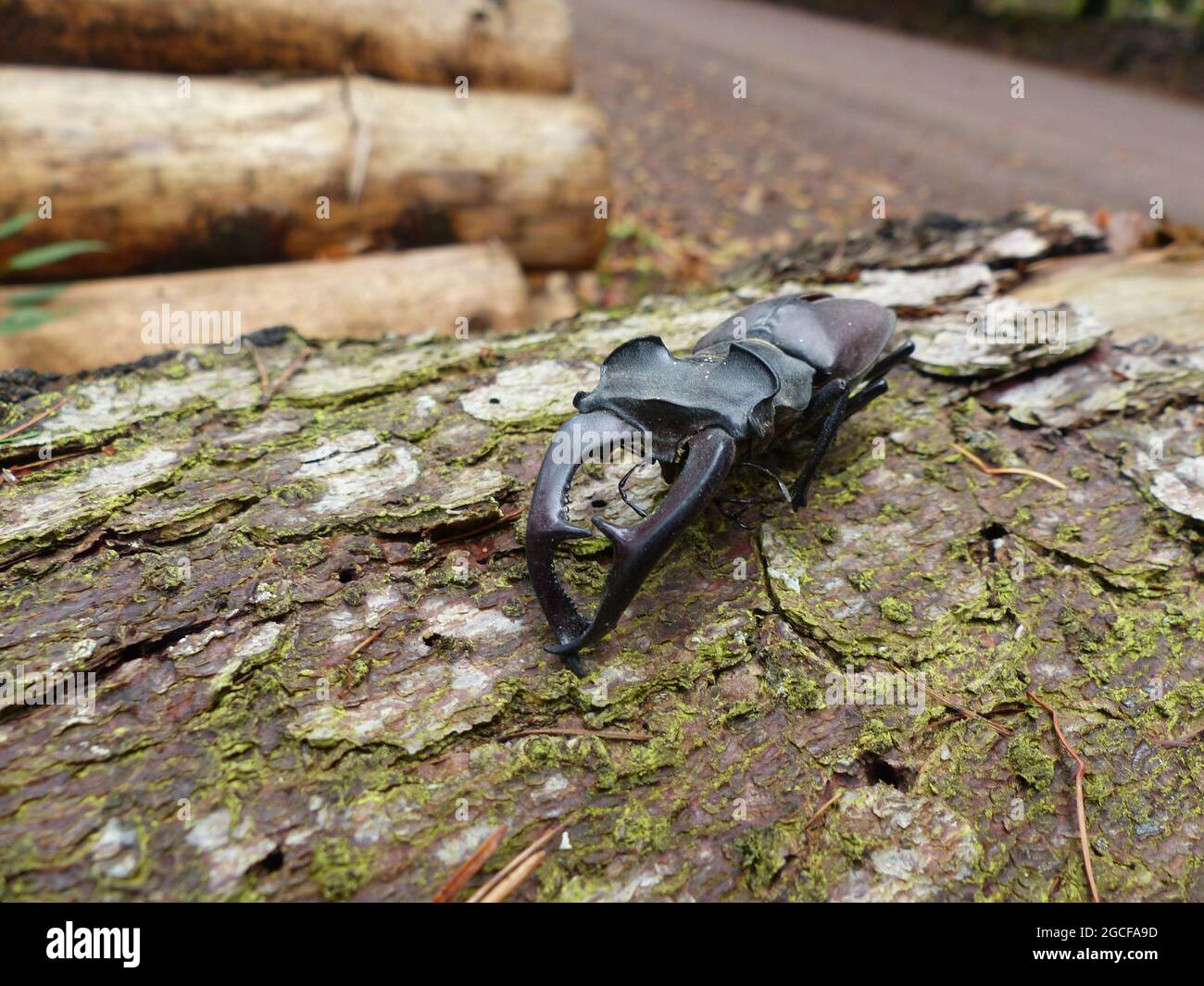 A stag beetle resting on a log Stock Photo - Alamy