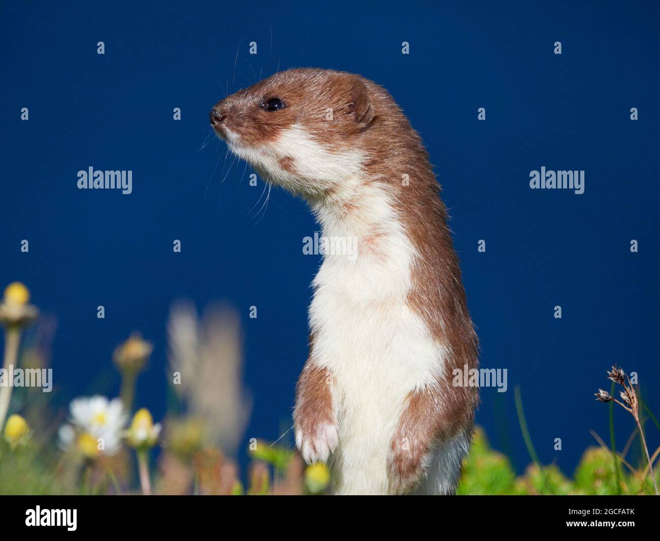 Least weasel on the north coast of the Highlands, Scotland, UK Stock ...