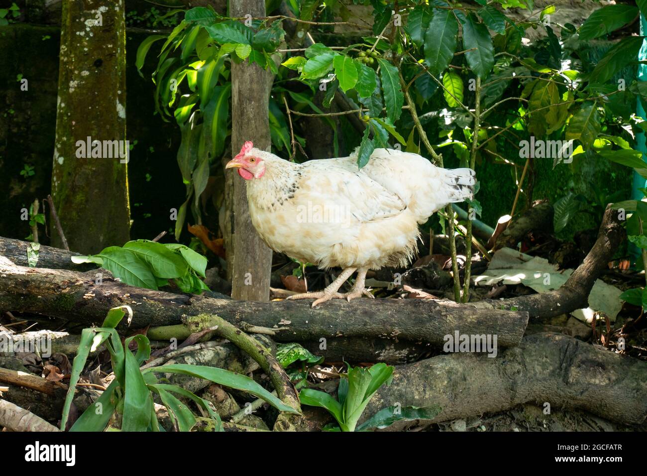 White Chicken Running to Hide in the Bushes in Amaga, Antioquia ...