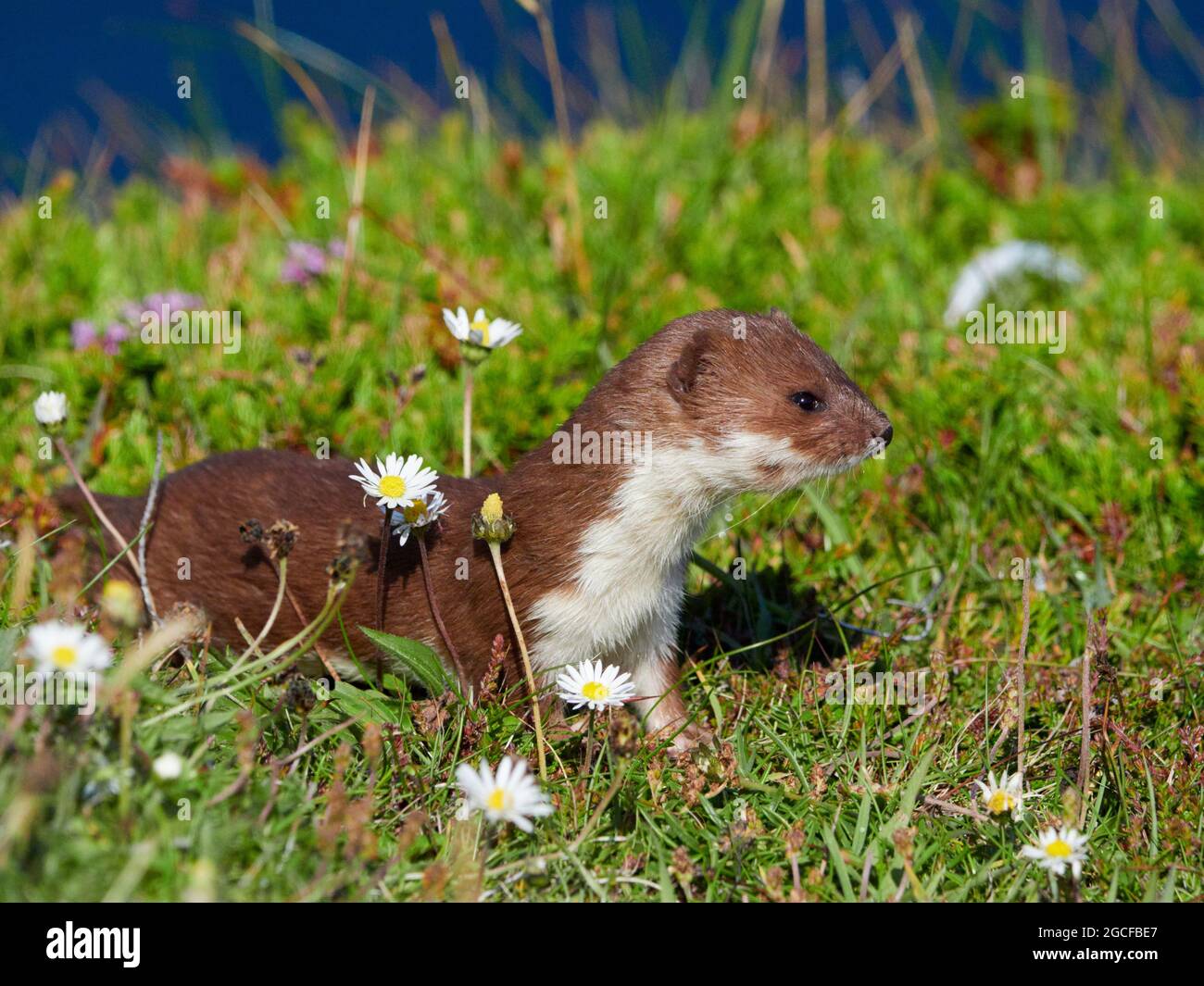 Least weasel, standing hi-res stock photography and images - Alamy