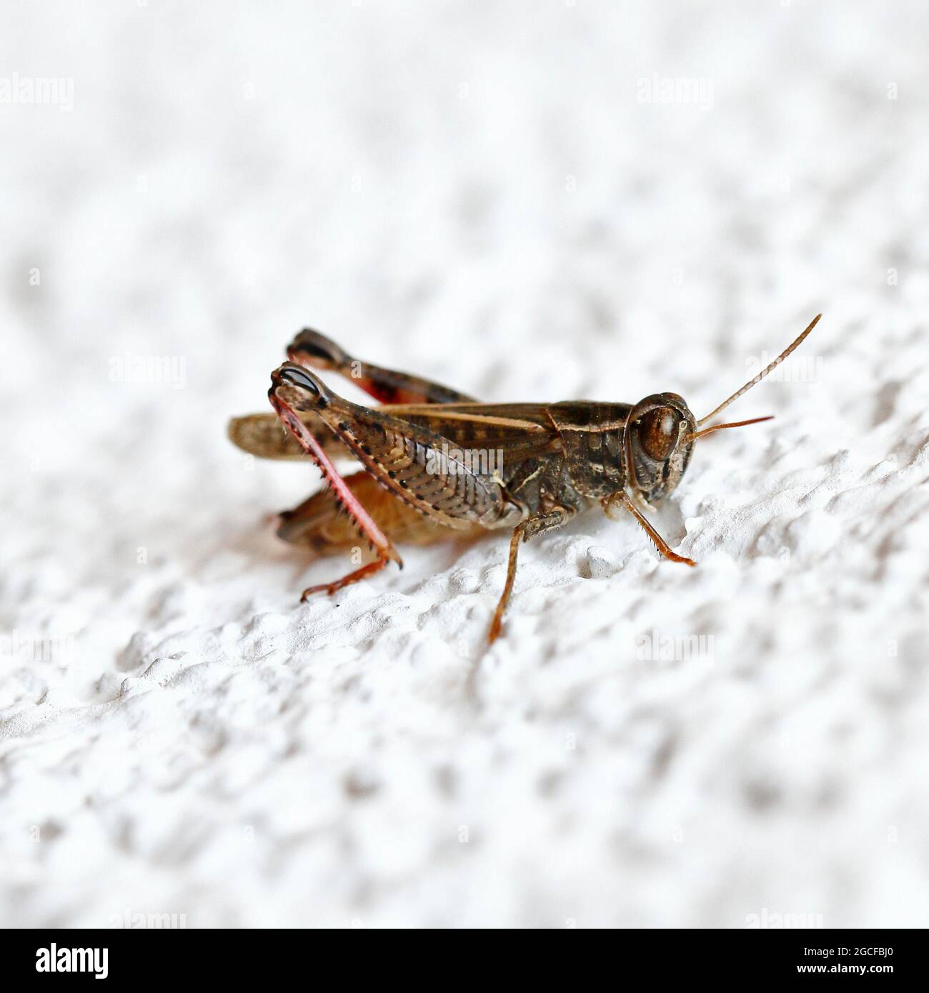 An interesting grasshopper on a white wall, a Calliptamus italicus ...