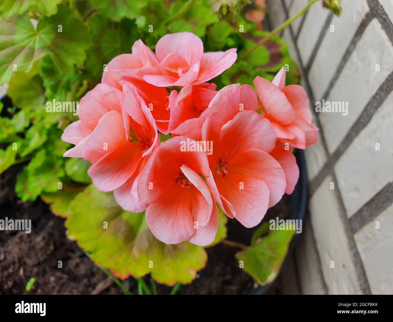 Pelargonium x hortorum hi-res stock photography and images - Alamy